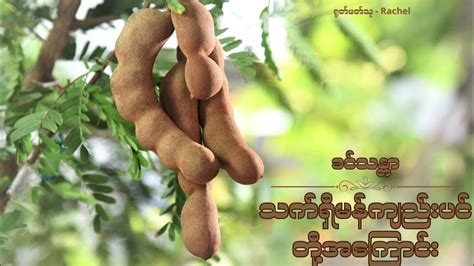 သက်ရှိမန်ကျည်းပင်တို့အကြောင်း ခင်သန္တာ ရွတ်ဖတ်သူ Rachel Youtube