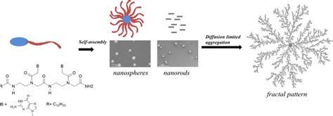 Schematic Representation Showing The Self‐assembly And Nanorod Mediated