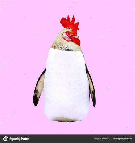 Contemporary Art Collage Penguin Cock Metamorphosis Concept Minimal