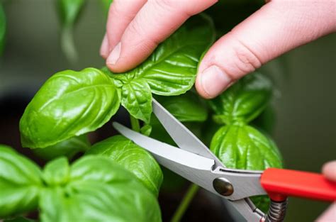 Trim Basil Plant Effortless And Safe Guide Foliar Garden