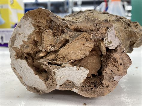 Dinosaur Fossils Can Contain Tissue Interviews