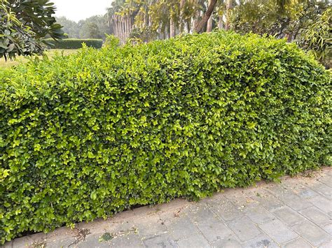 Best South Florida Hedge Plants Top Picks For Lush Privacy