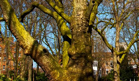 Why Does Moss Grow On Trees Inexpensive Tree Care