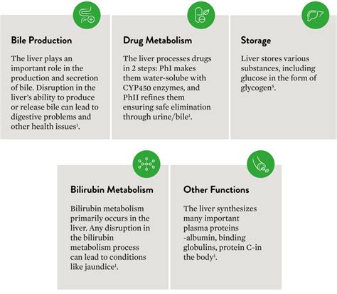 Exploring Liver Function The Vital Importance Of Liver Health Acare