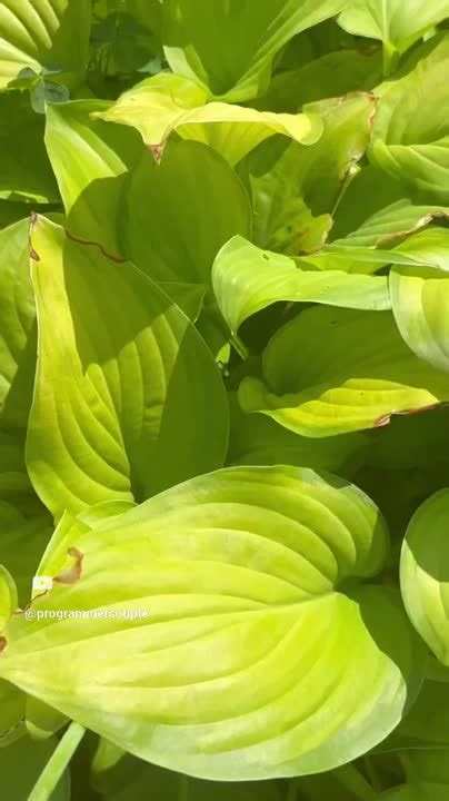 Programmer Couple On Linkedin Scrummaster Agile Softwaredevelopment Agileprojectmanagement