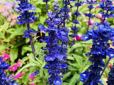 Salvia Farinacea Victoria Seeds Justseed