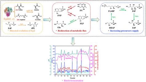 大肠杆菌 Mg1655 的组合代谢工程可实现维生素 B6 的高效生物合成 Journal Of Agricultural And Food Chemistry X Mol