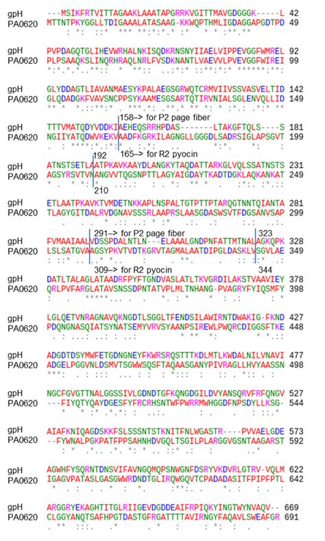 8 Sequence Alignment Of The P2 Tail Fiber Gph With The R2 Type Pyocin