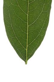 Leaf Apex And Base Flashcards Quizlet