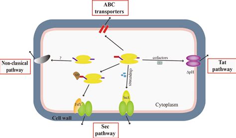 Application Of B Subtilis For Genetic Engineering Production Of