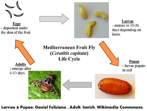 Fruit Fly Larvae Life Cycle At Andrea Burnside Blog