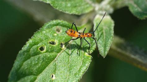 Leaf Footed Bug Nymph On A Leaf Stock Image Image Of Plant Beetle