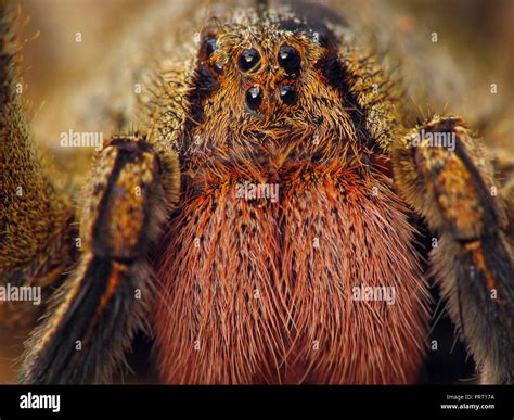 Brazilian Wandering Spider Fangs