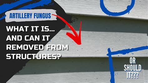 How Do You Get Rid Of Artillery Fungus On Windows At Guadalupe Harshaw Blog