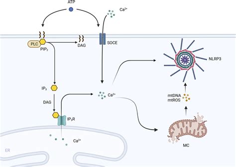 Plc Is Activated By Extracellular Atp And Hydrolyzes Pip2 In The Cell Download Scientific