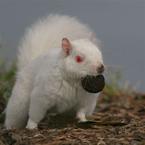 Albino Red Squirrel