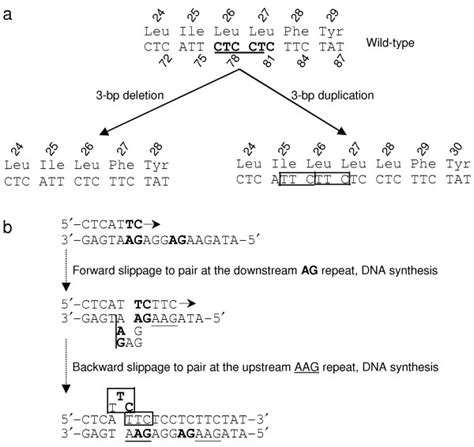 The Three Currently Known In Frame Triplet Deletionduplication Download Scientific Diagram