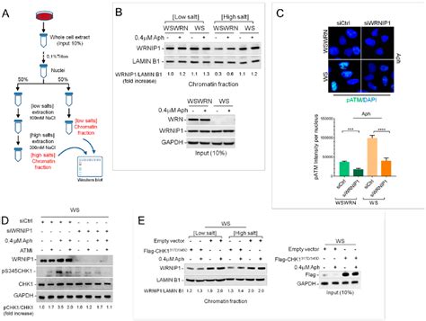 figure 2 from checkpoint defects elicit a wrnip1 mediated response to