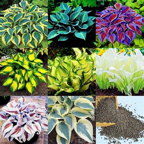 100 Mixed Hosta Jardin Perennial Lily Mvr1 Flower Seeds High