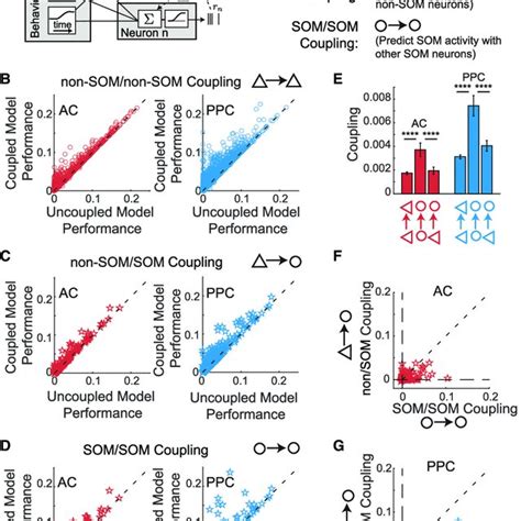 Functional Coupling Among Som And Non Som Neurons A Left Schematic Download Scientific