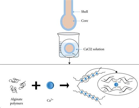 Capsule Production Process A Capsule Is Formed By Coextrusion Of The Download Scientific