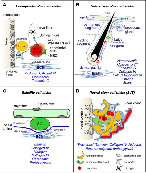 Figure 1 From Extracellular Matrix A Dynamic Microenvironment For Stem Cell Niche Semantic