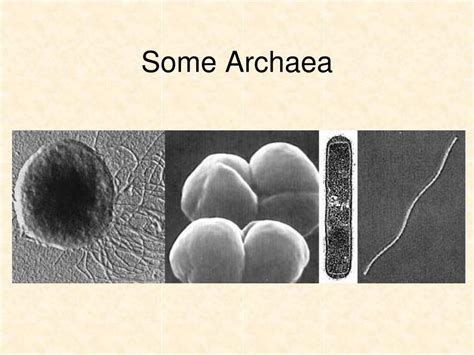 Ppt Prokaryotes Bacteria And Archaea Powerpoint Presentation Free Download Id 5771405