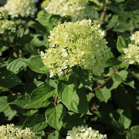 Green White Hydrangea
