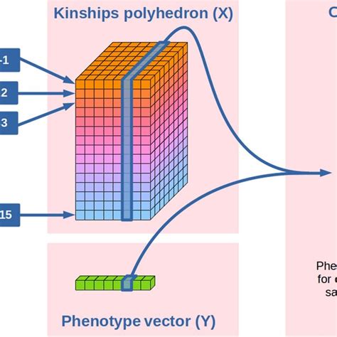 Relationship Between Continuous Phenotypes And Snp Genotype Data As