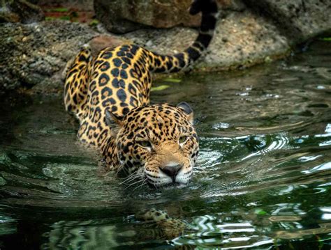 What Countries Can You Find Jaguars At Madeleine Pardey Blog