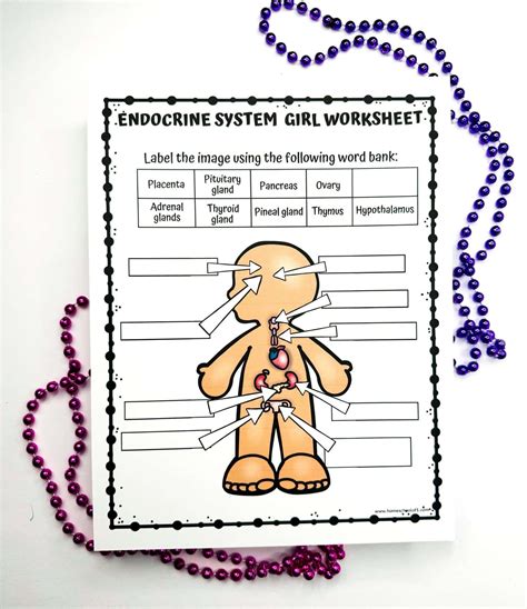 Endocrine System Blank Worksheet Endocrine System Worksheet For