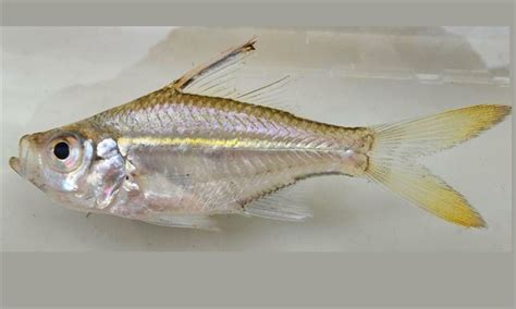 Ambassis Ambassis Marine Biodiversity Portal Of Bangladesh