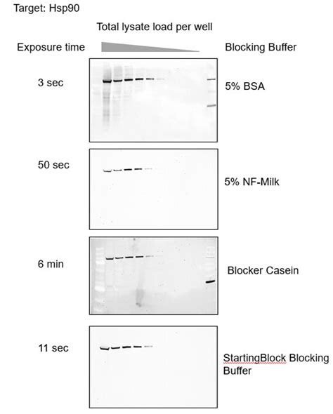 Blocking Buffers For Western Blot And ELISA Thermo Fisher Scientific US