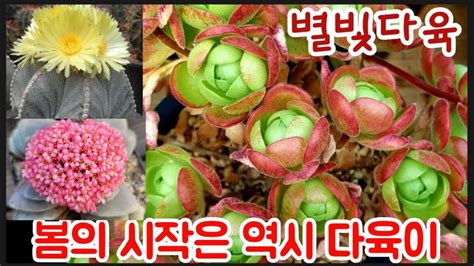 2024년 3월 14일별빛다육 Succulent 多肉植物 수입명품다육 수입명품선인장 알사탕같이 달달한 다육이봄다육이
