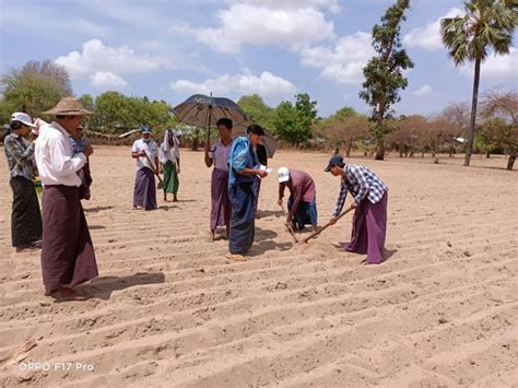နတ်မောက်မြို့နယ်တွင် Gap နည်းစနစ်ဖြင့် မိုးသီးနှံများစိုက်ပျိုးနိုင်ရေး