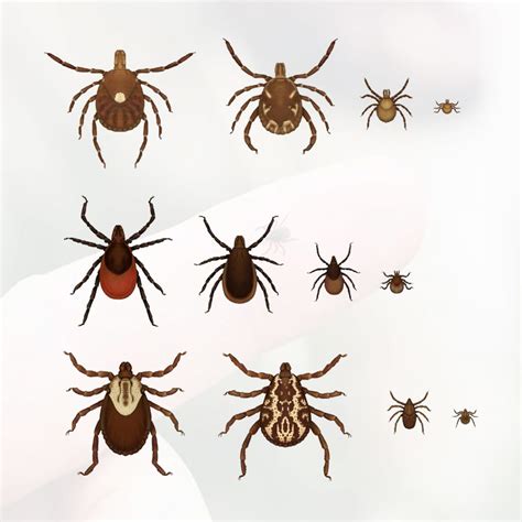 Resources Tick Prevention And Tips Guides And Helpful Info On Ticks