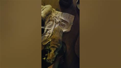 Chippy Is Scared Of Thunder Youtube