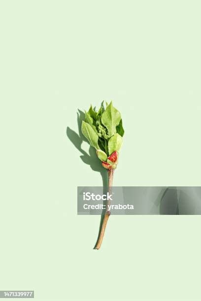 파스텔 녹색 배경에 최소한의 스타일로 햇빛을 비추는 녹색 잎의 탑 뷰 새로운 봄 잎 흑백 사진 식물 자연 디자인 포스터 봄 플랫 누워 라일락의 자연 나무 가지 0명에 대한