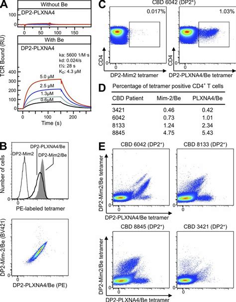 Hla Dp2 Plxna4 Be Tetramer Staining Of Ex Vivo Bal Cells From Cbd Download Scientific Diagram