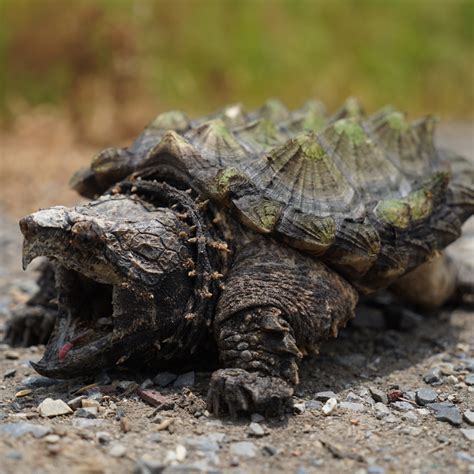 Alligator Snapping Turtle Critter Republic Dive Center