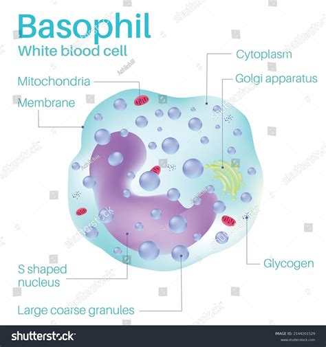Basophil Diagram