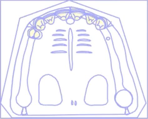 Pa Classification De Kennedy Applegate Cartes Quizlet Pa Classification De Kennedy Applegate Cartes Quizlet