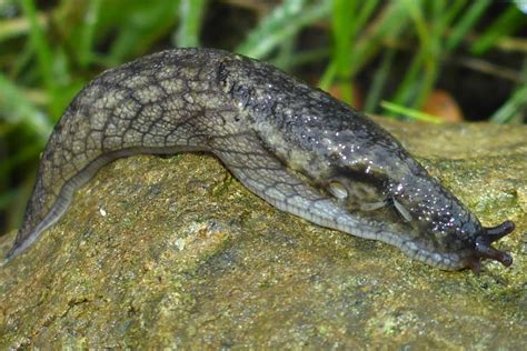 Reticulate Taildropper Slug Prophysaon Andersoni Wild Columbia County