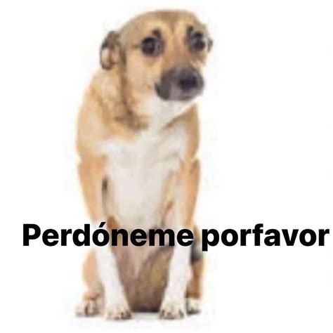 Pero Neta Wey Perro