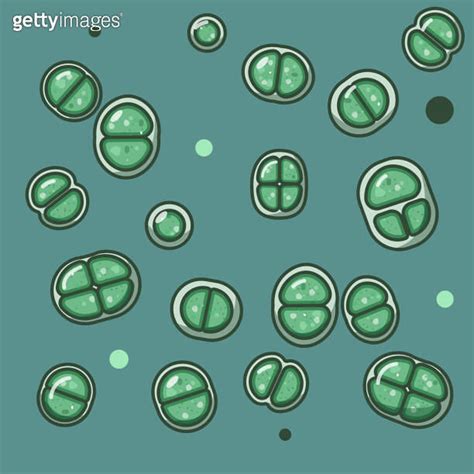 Chroococcus Cyanobacteria 이미지 1481016755 게티이미지뱅크