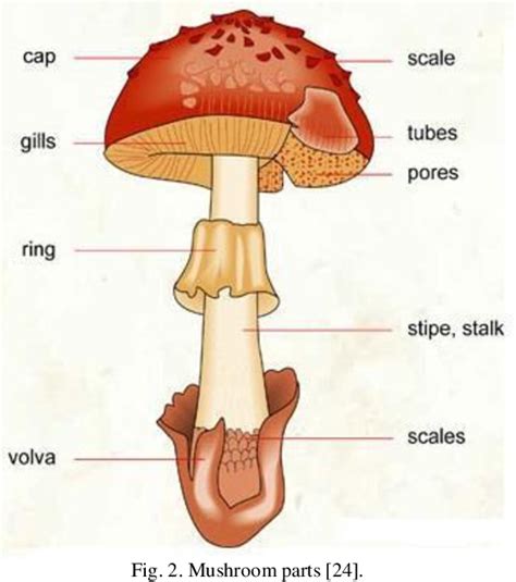 classification of mushroom data set by ensemble methods semantic scholar