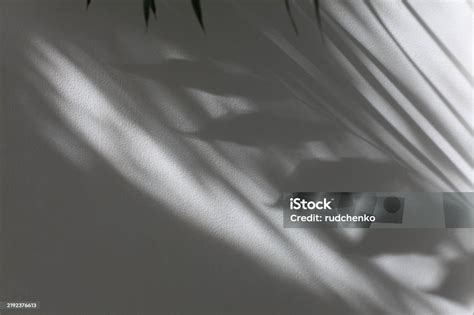 야자수 잎과 부드러운 초점 회색 입자 질감 흑백 굴절 벽지 빛과 그림자 연기 추상 복사 공간 배경 벽지 0명에 대한 스톡 사진 및 기타 이미지 Istock