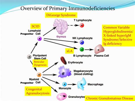 Ppt Immunodeficiency Powerpoint Presentation Free Download Id6892480