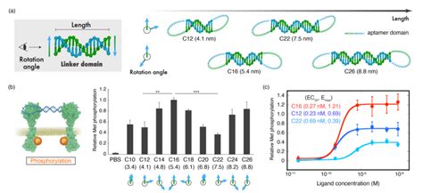 A Key Structural Features Of Cid Agonists Estimations For The Length Download Scientific