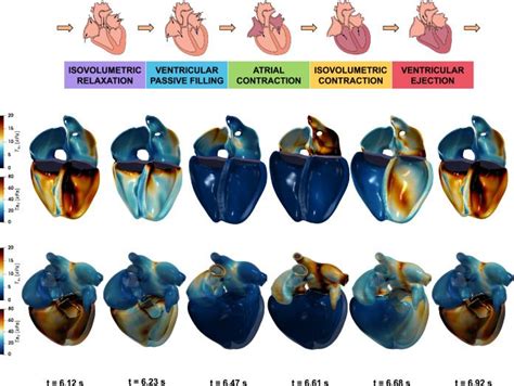 The Paper A Comprehensive And Biophysically Detailed Computational